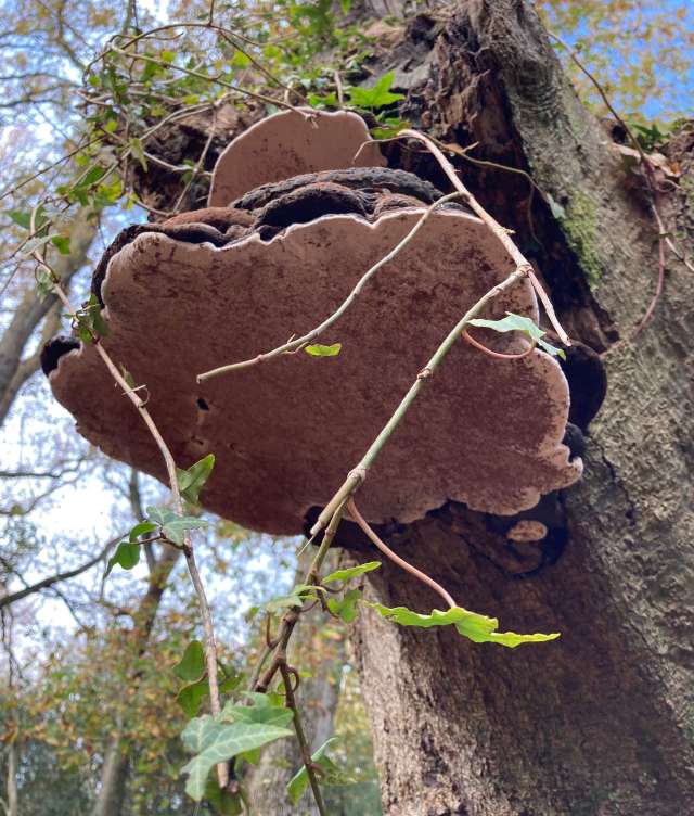 Anses in the New Forest: a gobliny wood – New Tales from an Old Forest