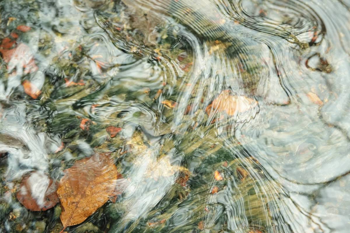 The Coppice of Linwood, King’s Garn Gutter and the Rufus Stone: woods ...