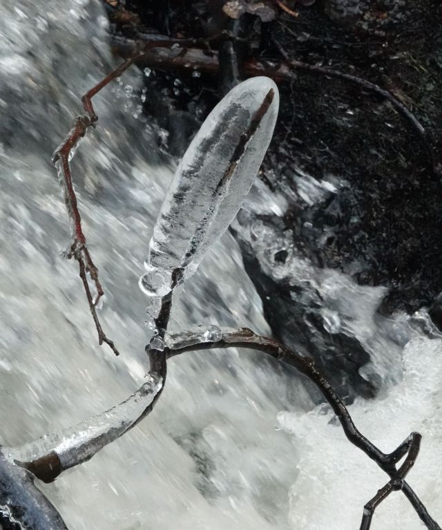 The Coppice of Linwood, King’s Garn Gutter and the Rufus Stone: woods ...