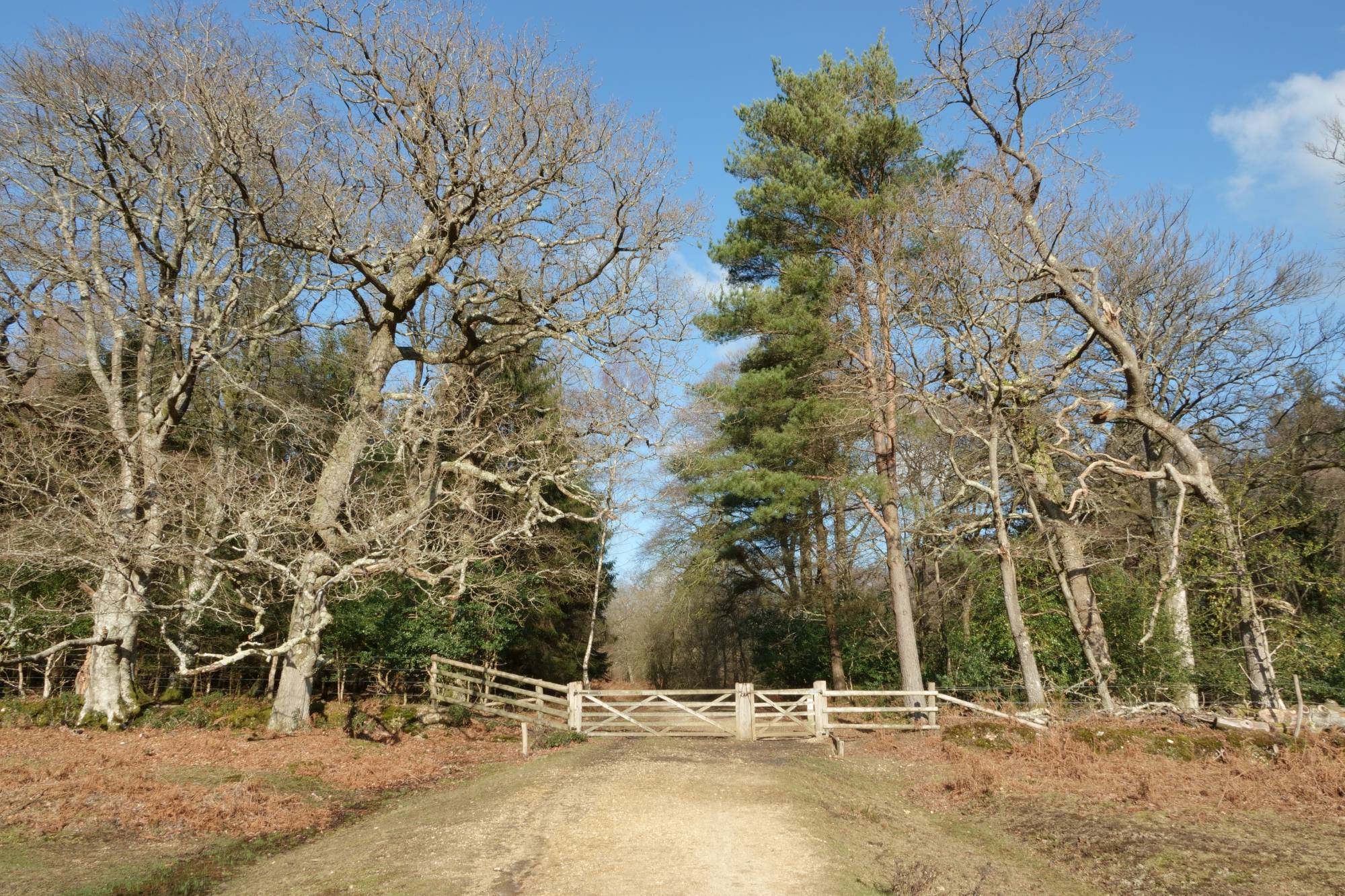 The Coppice of Linwood, King’s Garn Gutter and the Rufus Stone: woods ...