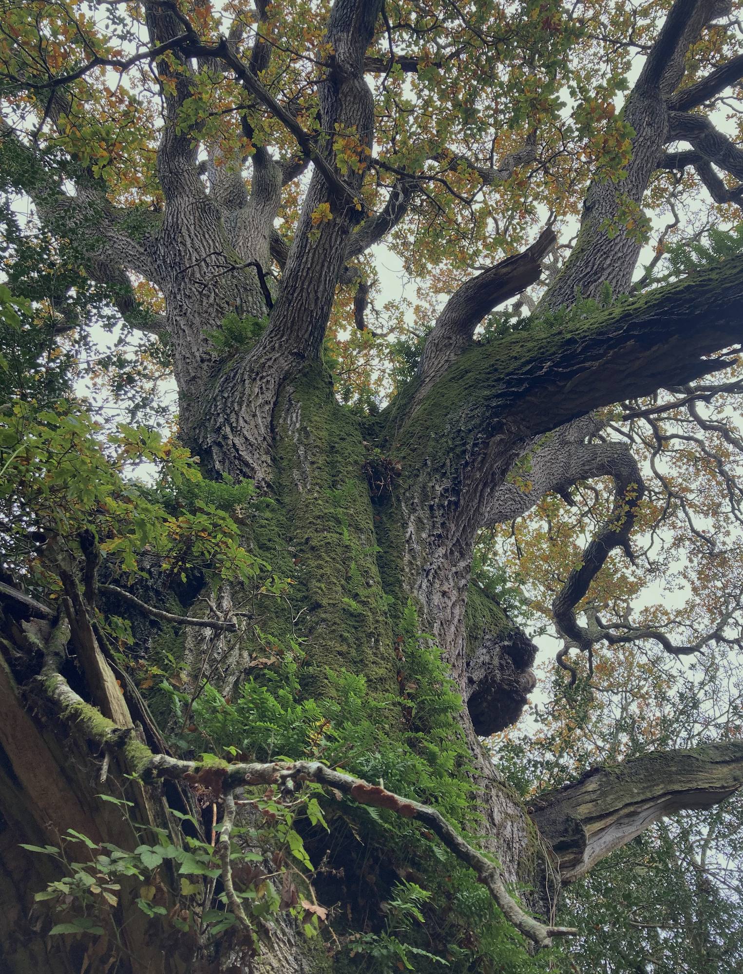 Highland Water, Queen Bower and an old oak – New Tales from an Old Forest