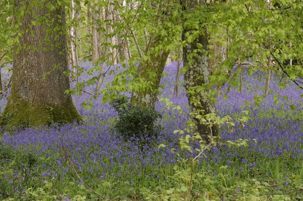 The Breamore Mizmaze: nature and contemplation – New Tales from an Old ...