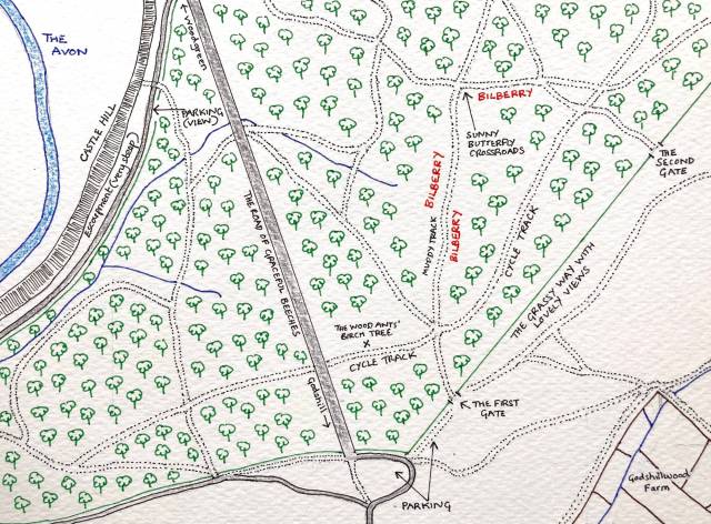 Things to know about bilberry – New Tales from an Old Forest