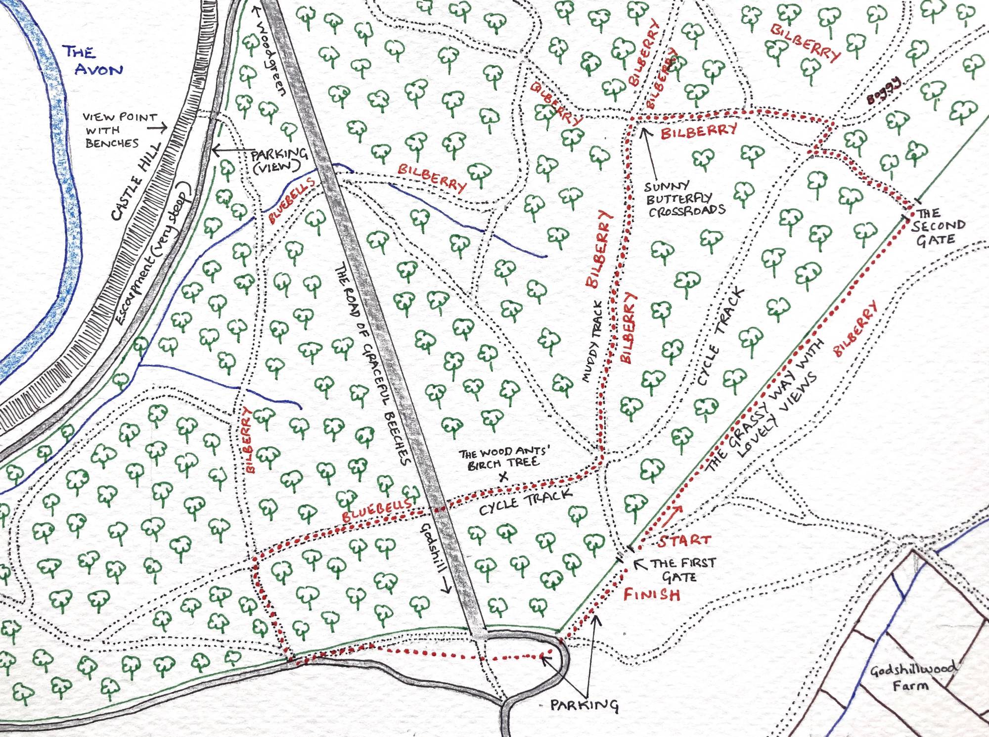 A walk round Godshill Wood in the New Forest – New Tales from an Old Forest