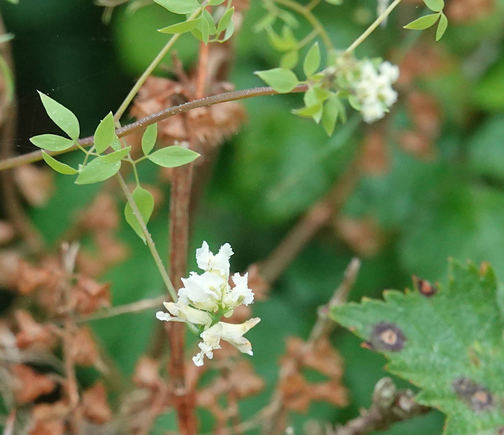 Ibsley Common and Dockenswater: hill, valley and mire – New Tales from ...