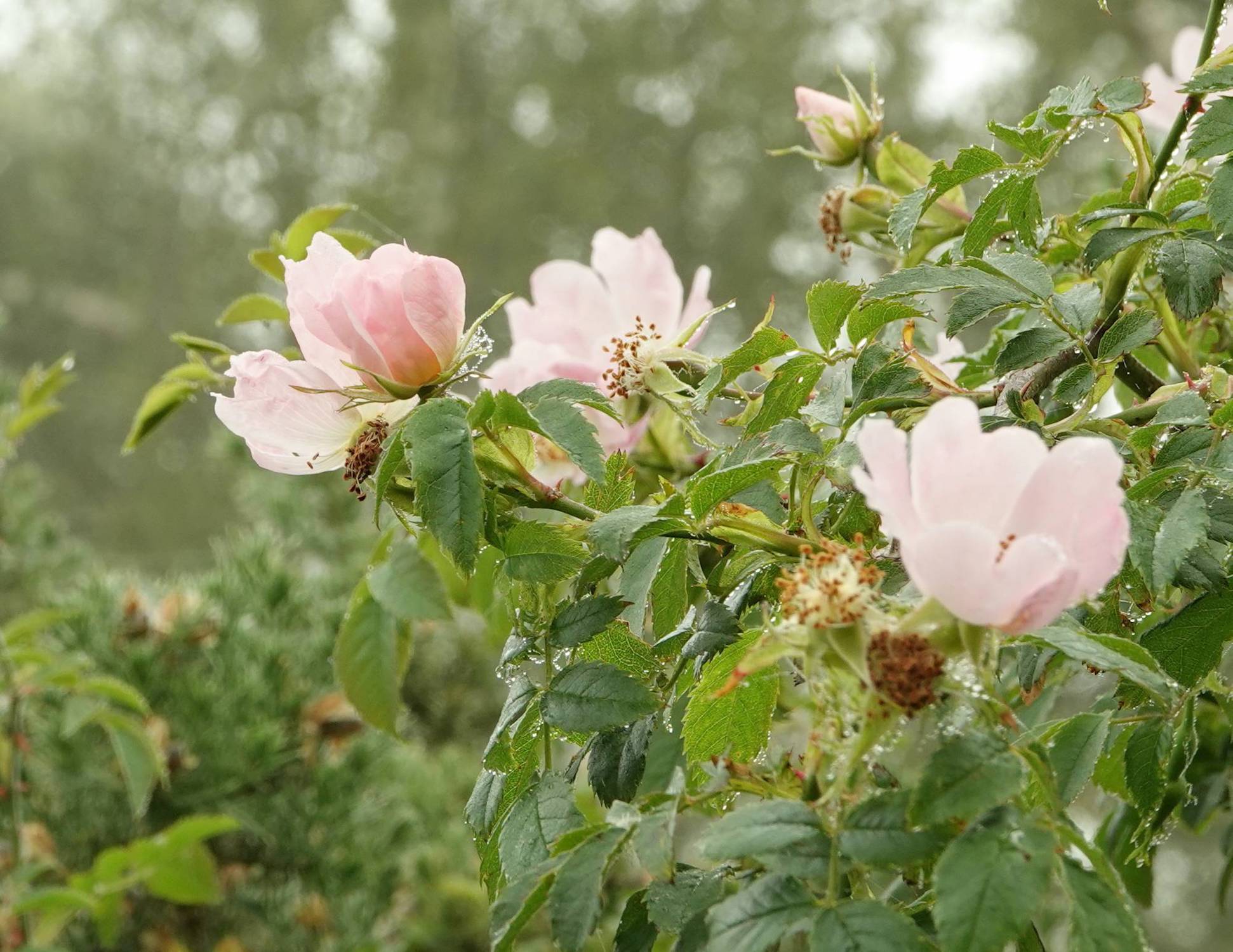 Ibsley Common and Dockenswater: hill, valley and mire – New Tales from ...