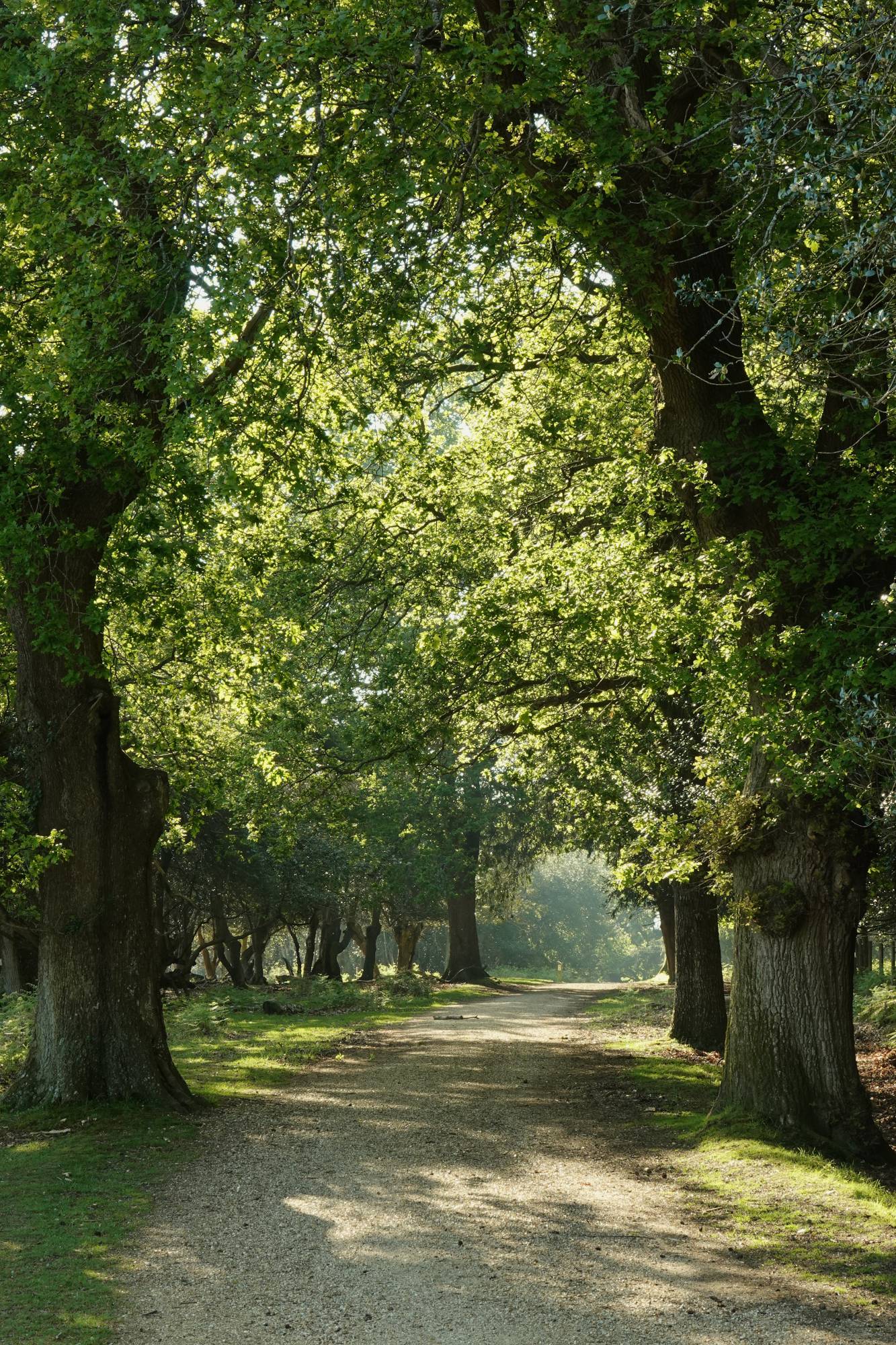 Hampton Ridge: skylarks and history – New Tales from an Old Forest