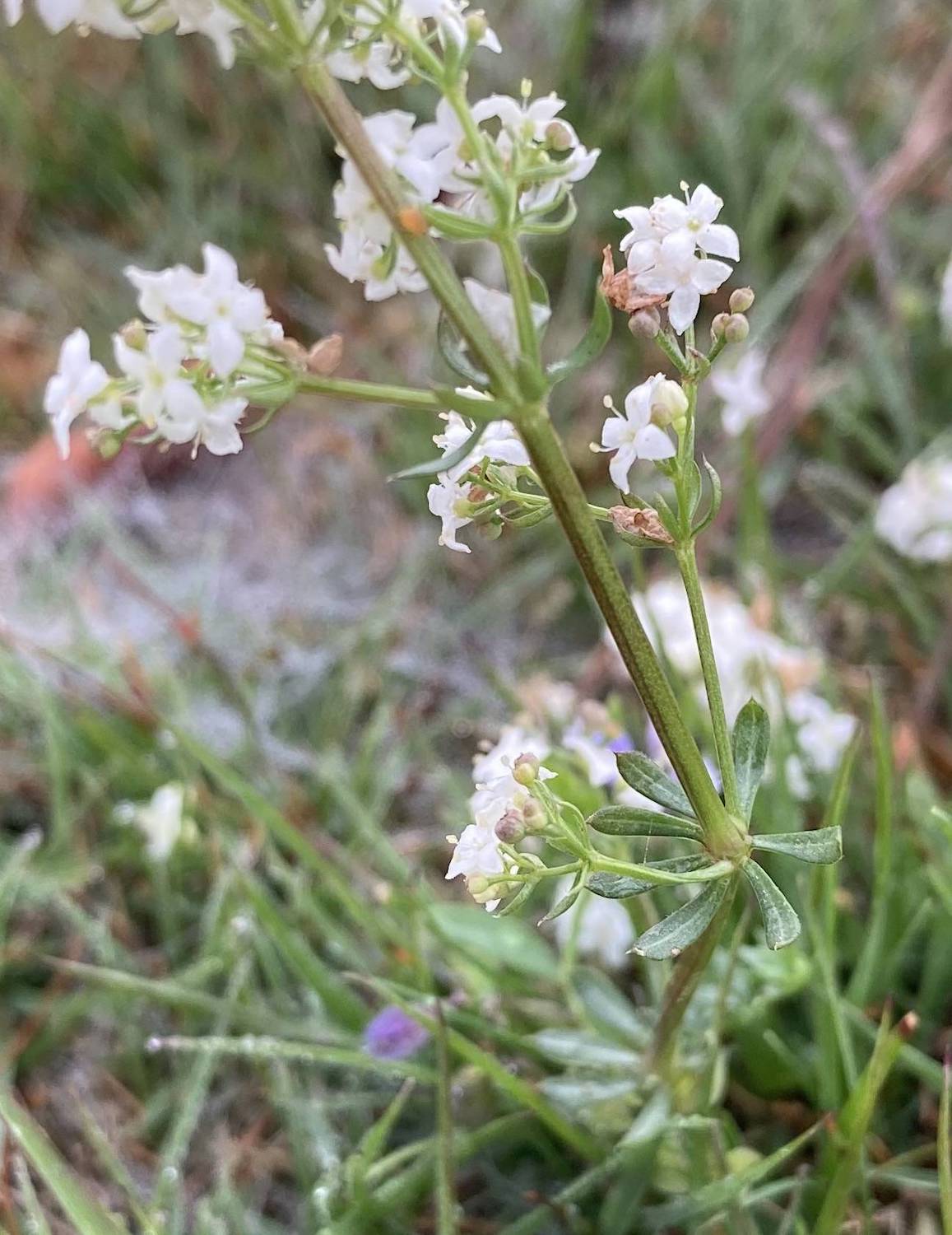 Ibsley Common and Dockenswater: hill, valley and mire – New Tales from ...
