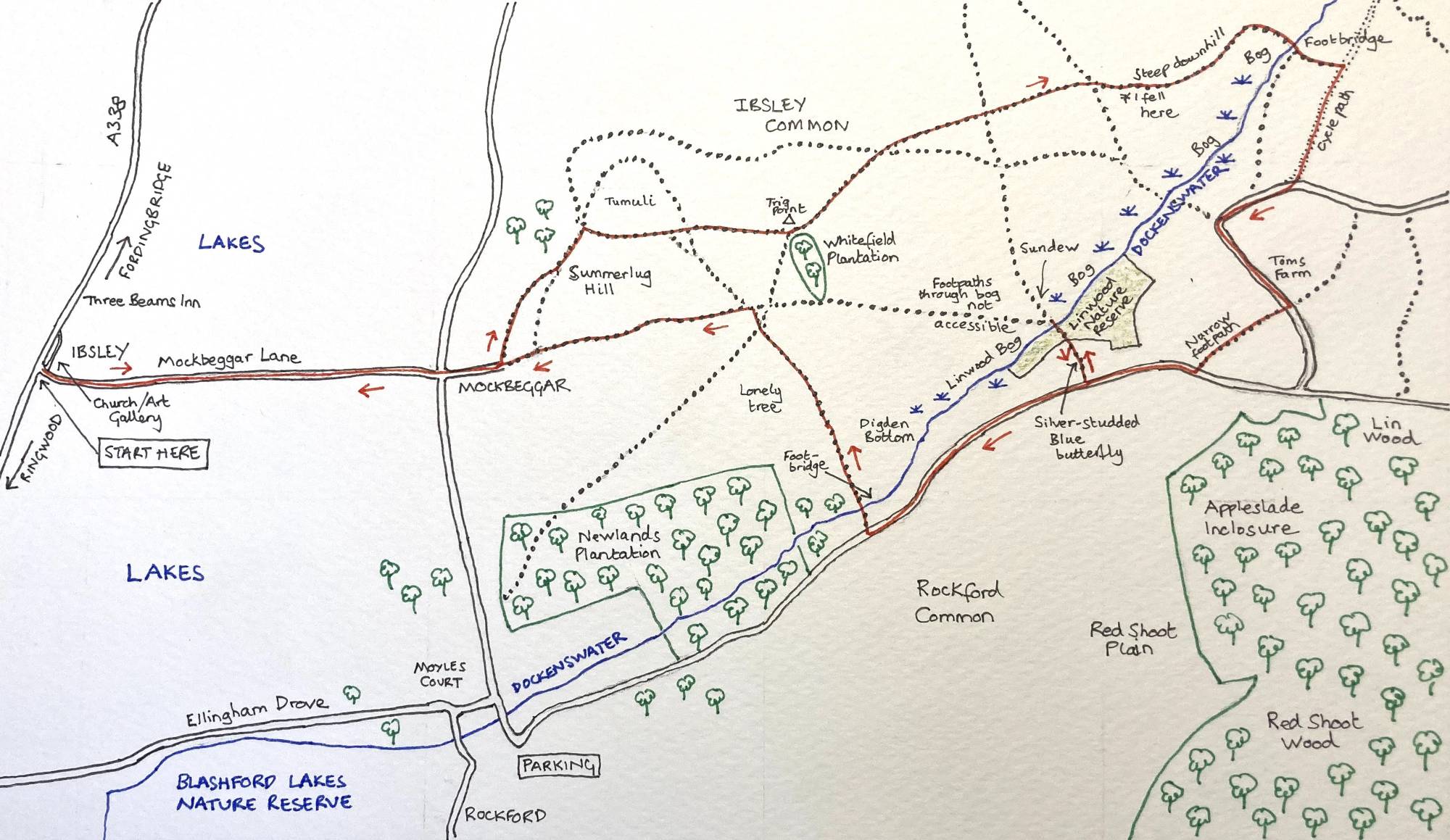Ibsley Common and Dockenswater: hill, valley and mire – New Tales from ...