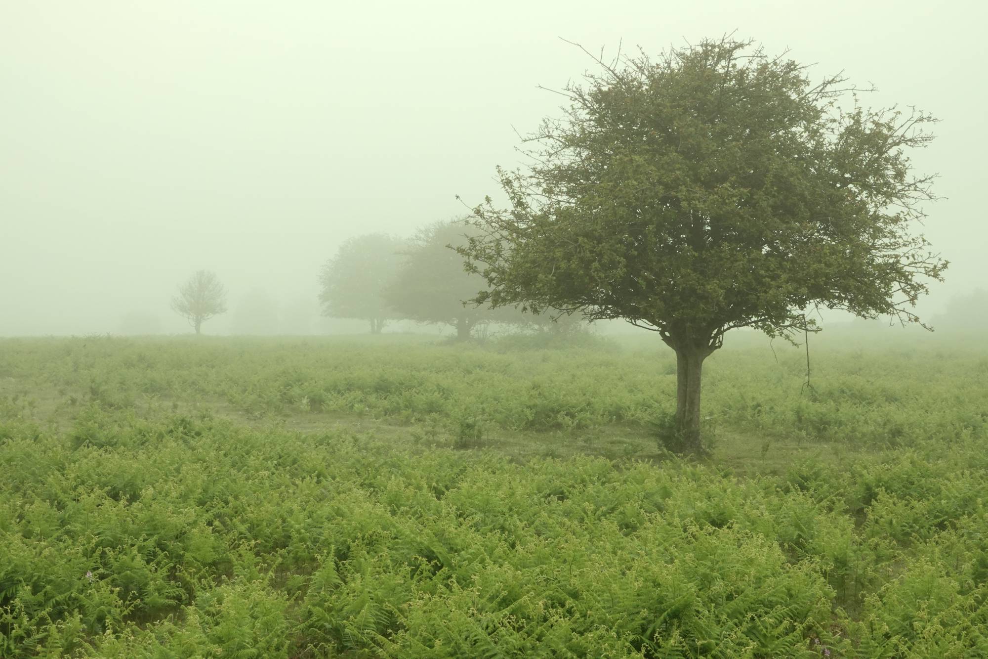 Ibsley Common and Dockenswater: hill, valley and mire – New Tales from ...
