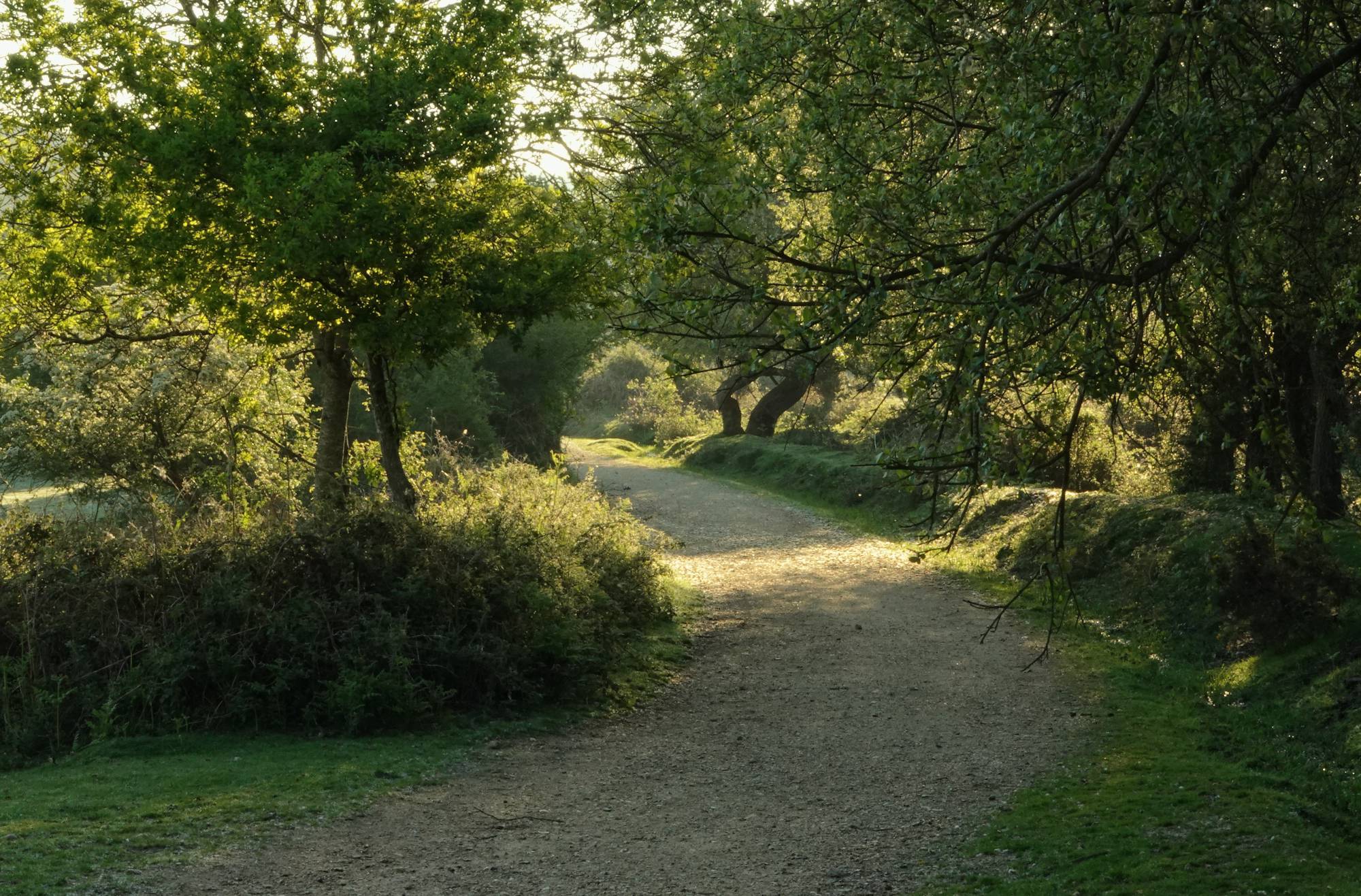 Hampton Ridge: skylarks and history – New Tales from an Old Forest
