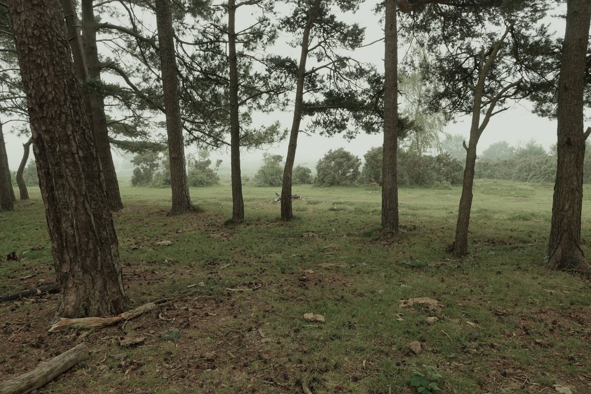 Ibsley Common and Dockenswater: hill, valley and mire – New Tales from ...