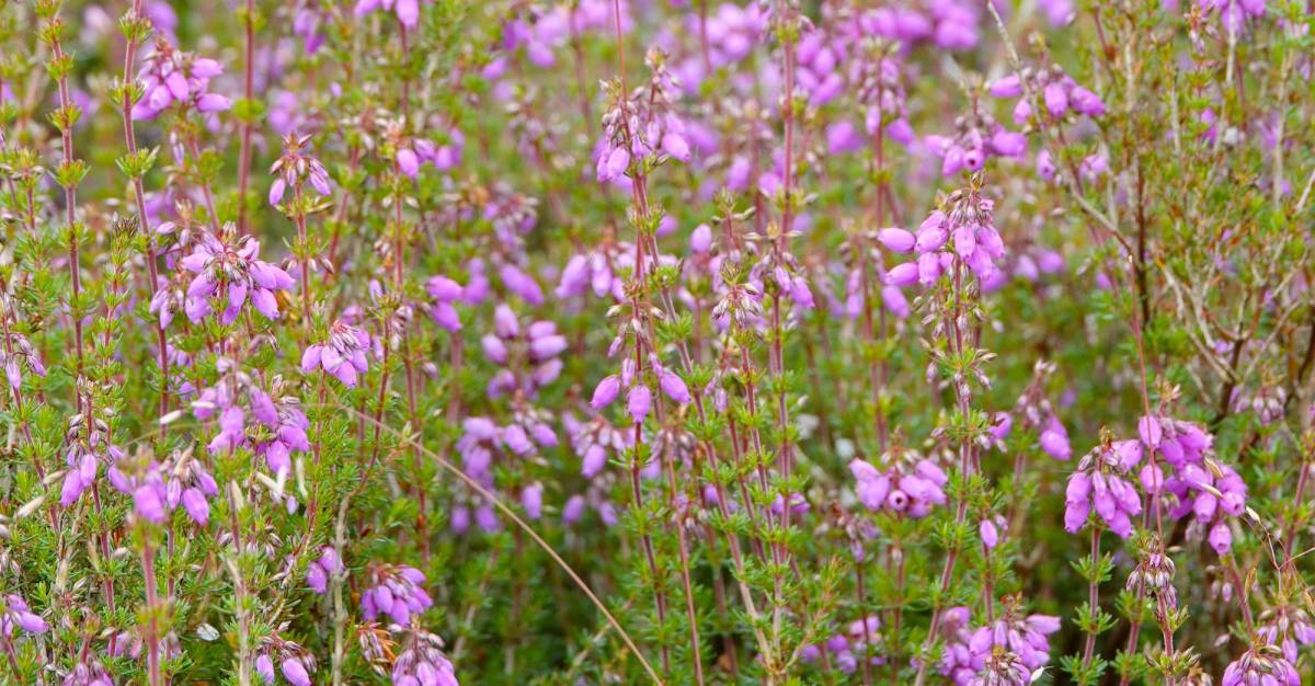 Hasley Inclosure in the New Forest: a young wood on an old hill – New ...