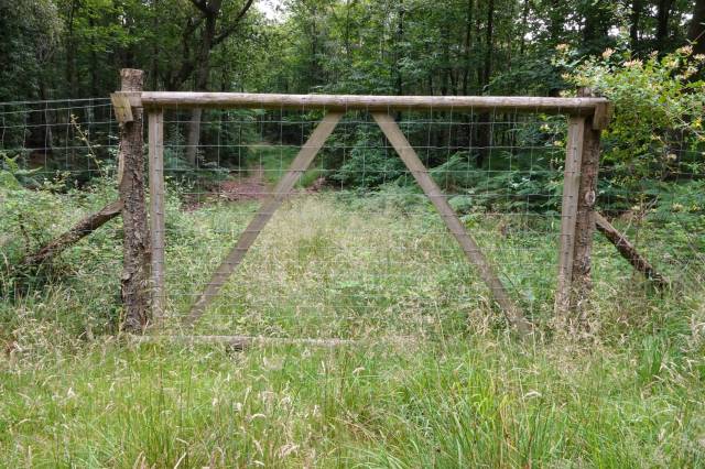 Hasley Inclosure in the New Forest: a young wood on an old hill – New ...