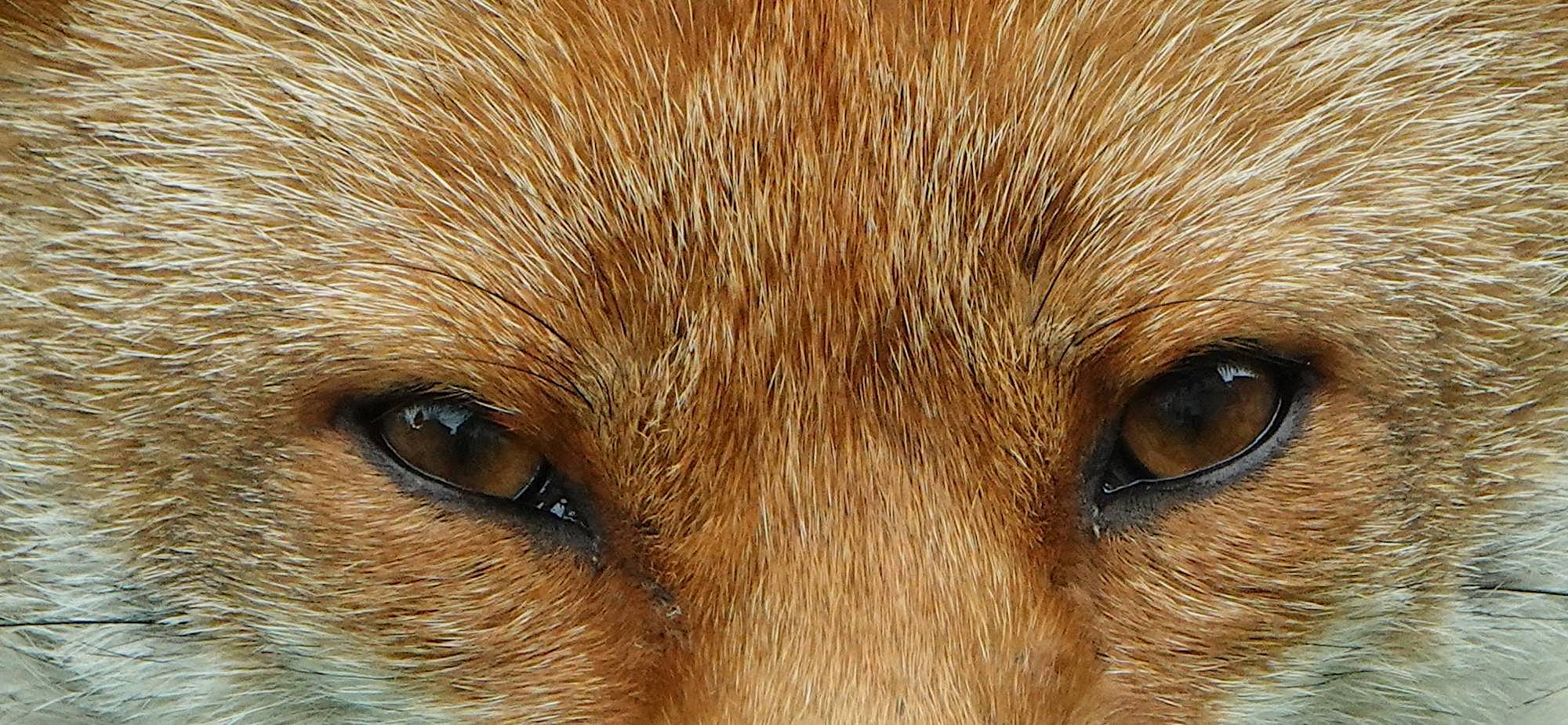 Country fox and town fox – New Tales from an Old Forest