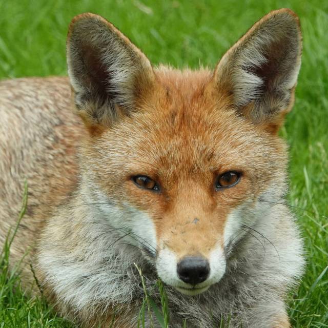 Country fox and town fox – New Tales from an Old Forest
