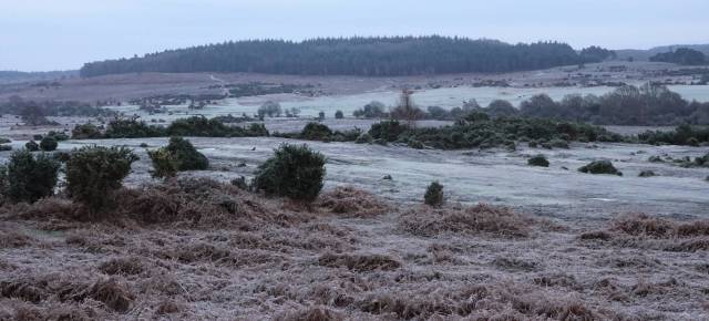 Hasley Inclosure in the New Forest: a young wood on an old hill – New ...