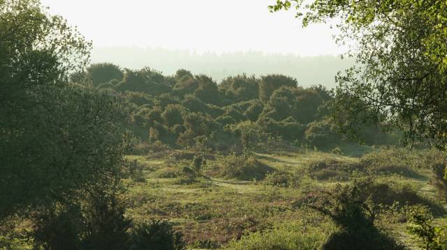 Hasley Inclosure in the New Forest: a young wood on an old hill – New ...