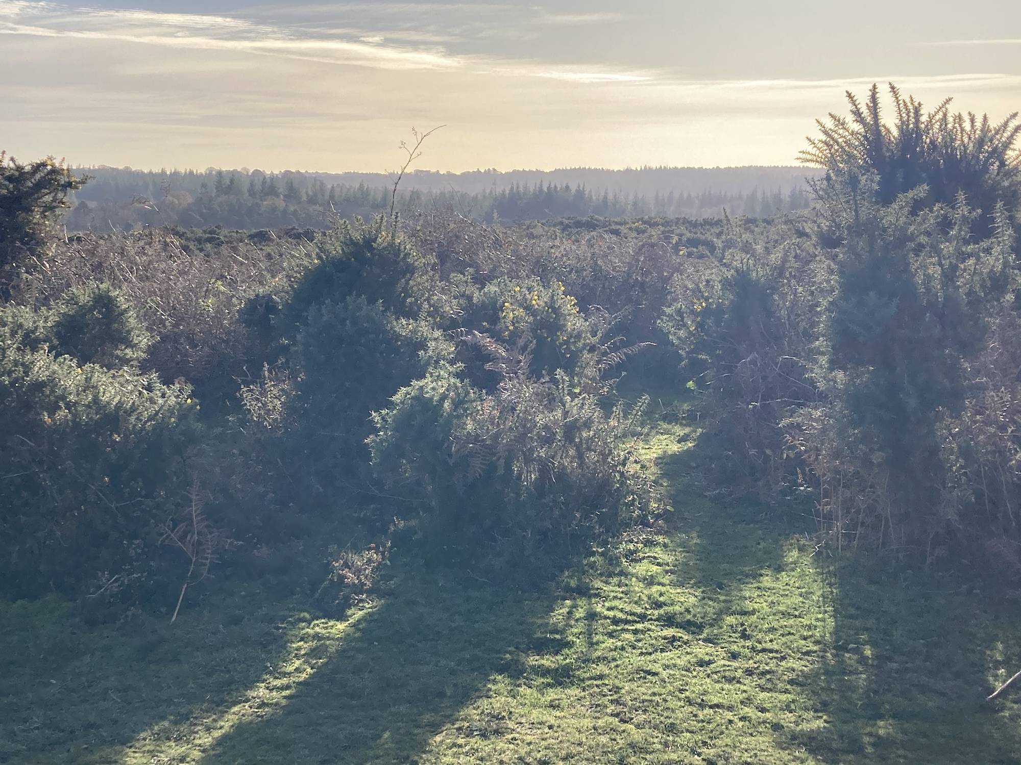 Ashley Walk and Pitts Wood: an early morning saunter in the New Forest ...