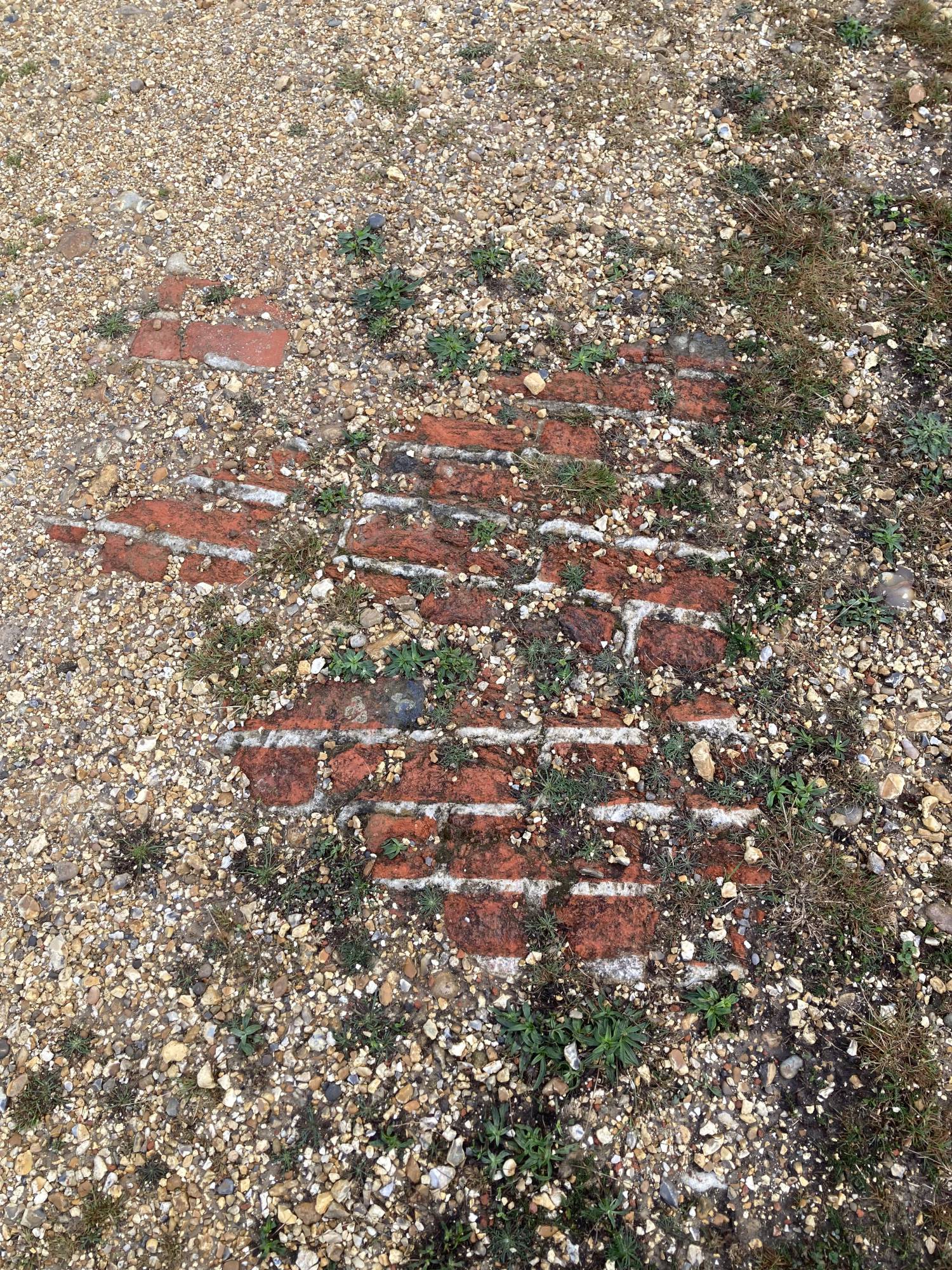 Glimpses into an older forest: a walk through Old Sloden, Hasley Hill ...