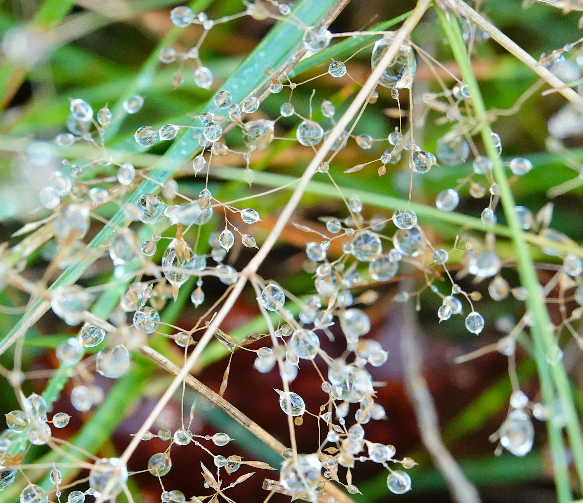 Glimpses into an older forest: a walk through Old Sloden, Hasley Hill ...
