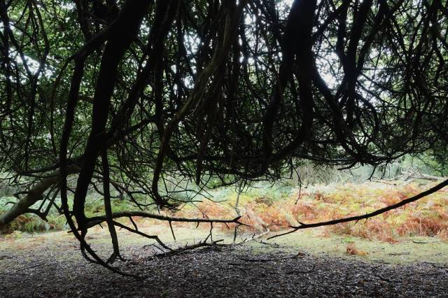 Glimpses into an older forest: a walk through Old Sloden, Hasley Hill ...