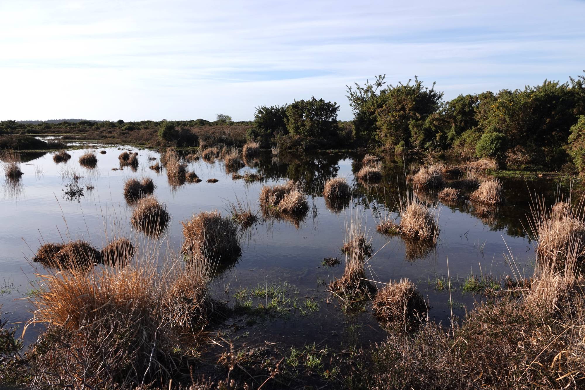 Hampton Ridge: the spine of the northern New Forest – New Tales from an ...