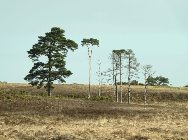Ridley Wood and Berry Beeches, Part 2: A wide plain and twisted trees ...