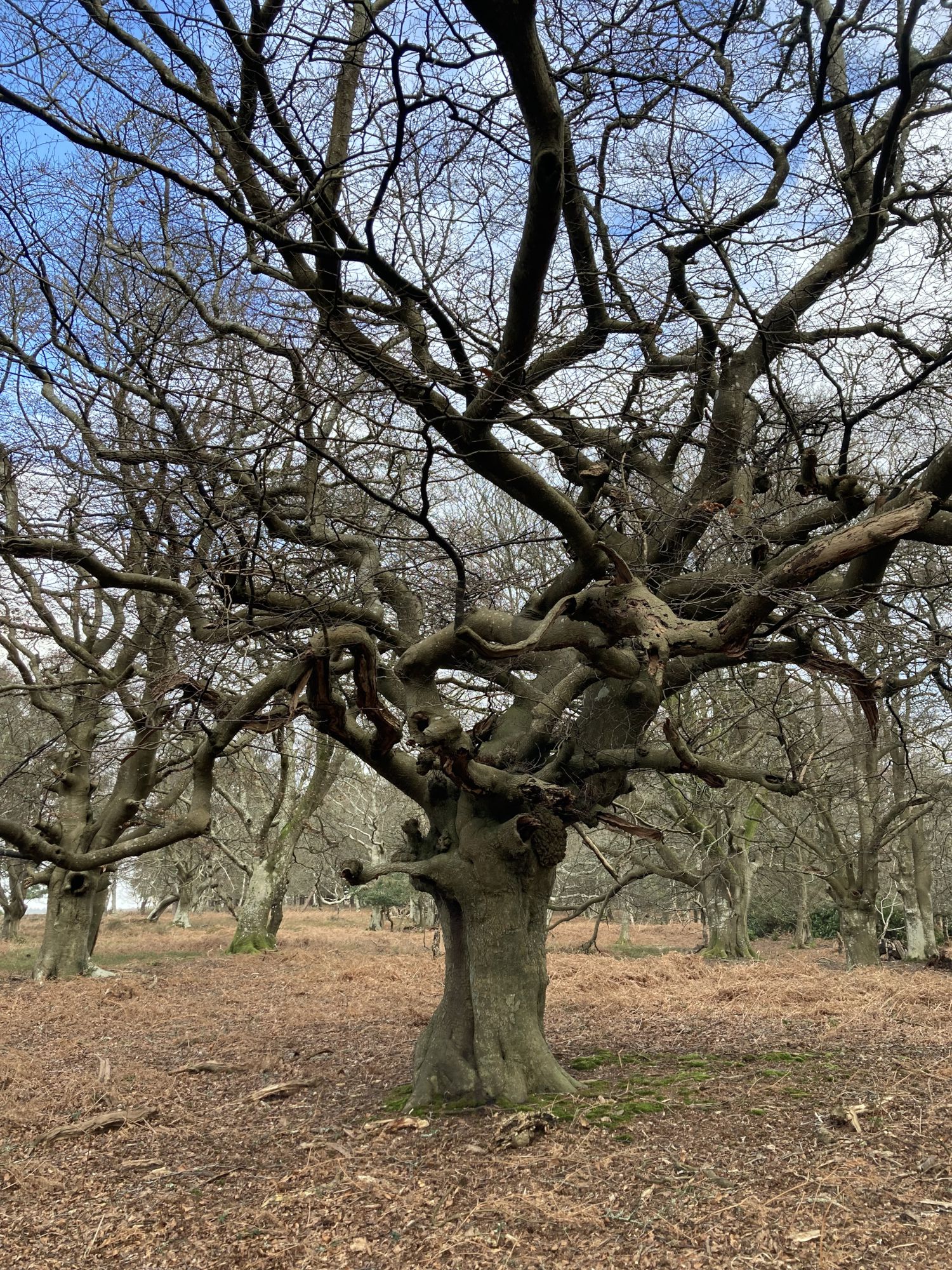 Ridley Wood and Berry Beeches, Part 2: A wide plain and twisted trees ...