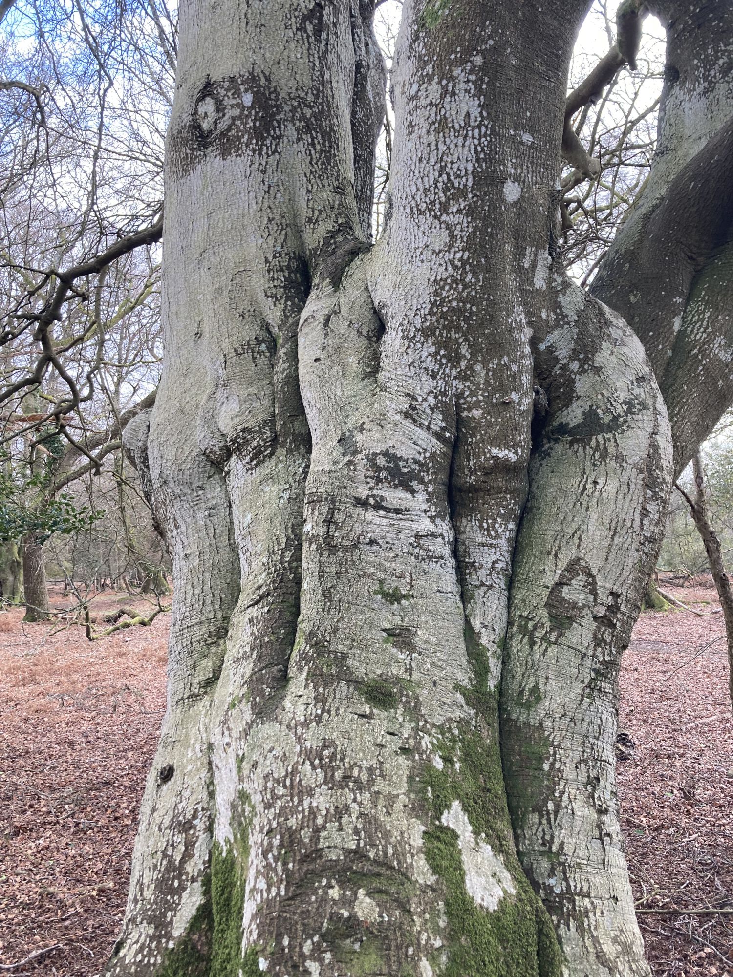 Ridley Wood and Berry Beeches, Part 2: A wide plain and twisted trees ...