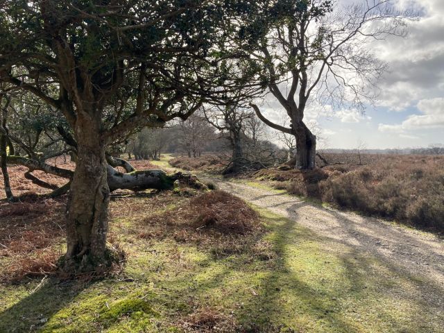 Bushy Bratley and Bratley Wood: among old trees – New Tales from an Old ...