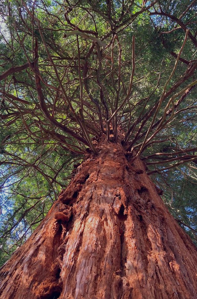 Bushy Bratley and Bratley Wood: among old trees – New Tales from an Old ...