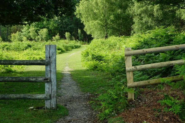 Highland Water and Puckpits Inclosures in the New Forest: a flower ...