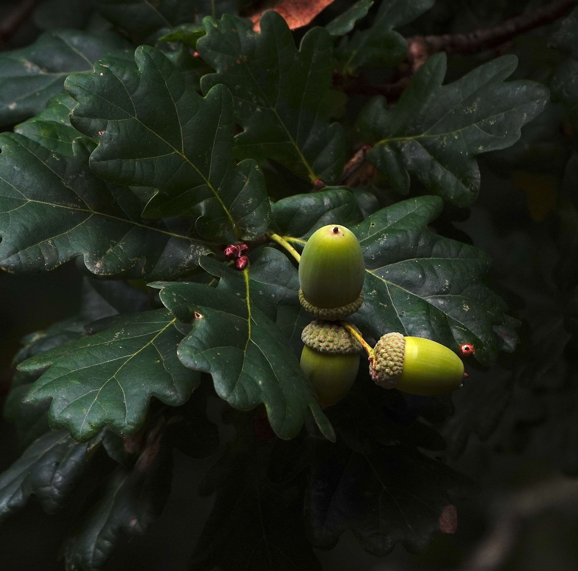 Black Bush: an evening walk in the New Forest – New Tales from an Old ...