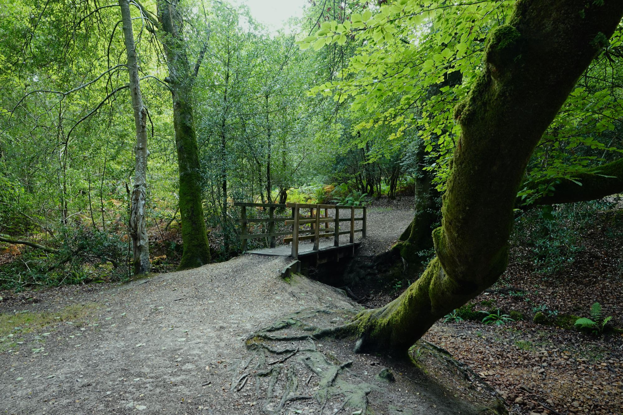 Black Bush: an evening walk in the New Forest – New Tales from an Old ...