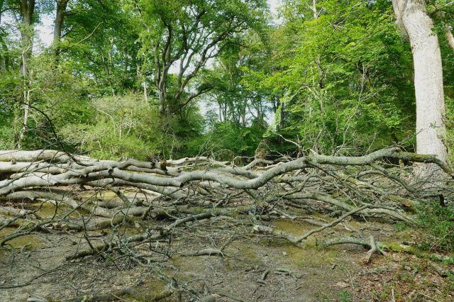 Black Bush: an evening walk in the New Forest – New Tales from an Old ...