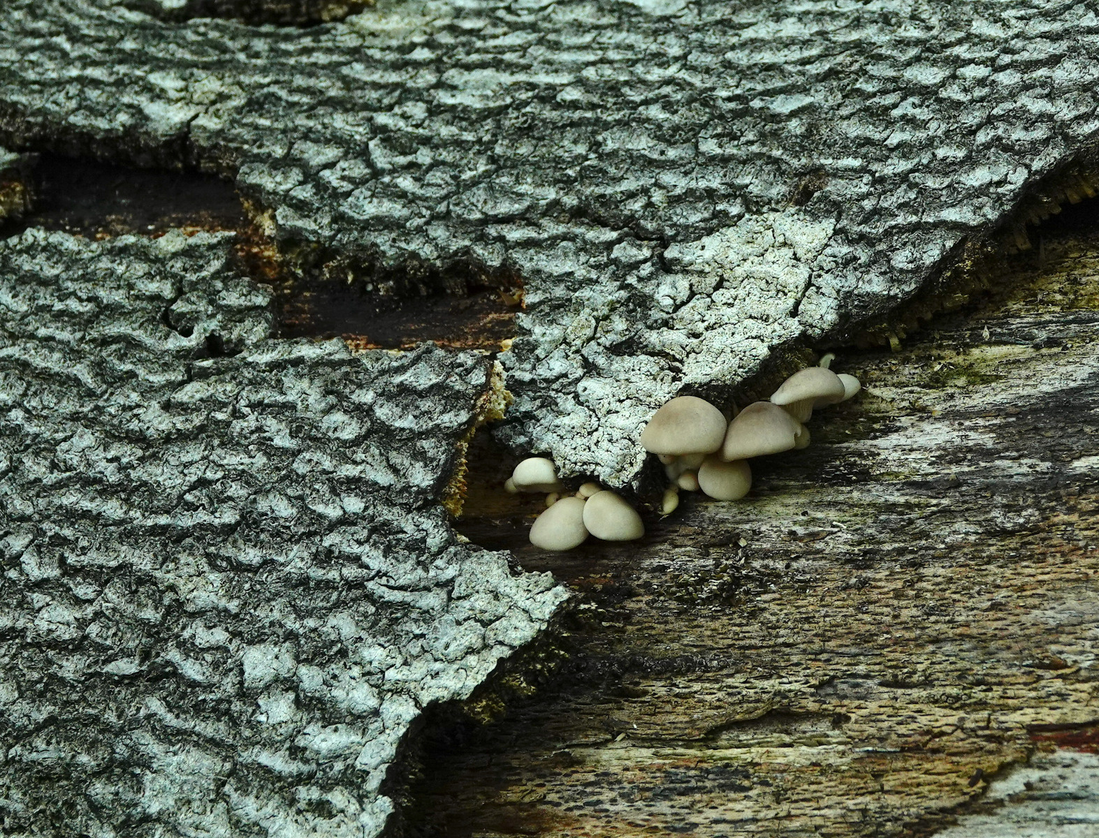 Black Bush: an evening walk in the New Forest – New Tales from an Old ...