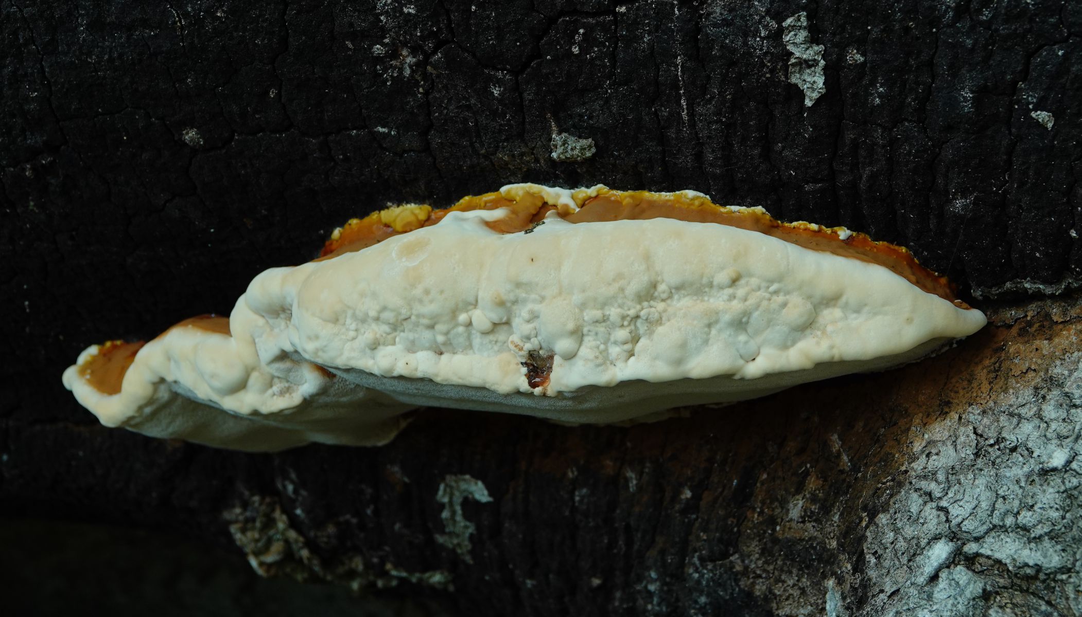 Black Bush: an evening walk in the New Forest – New Tales from an Old ...