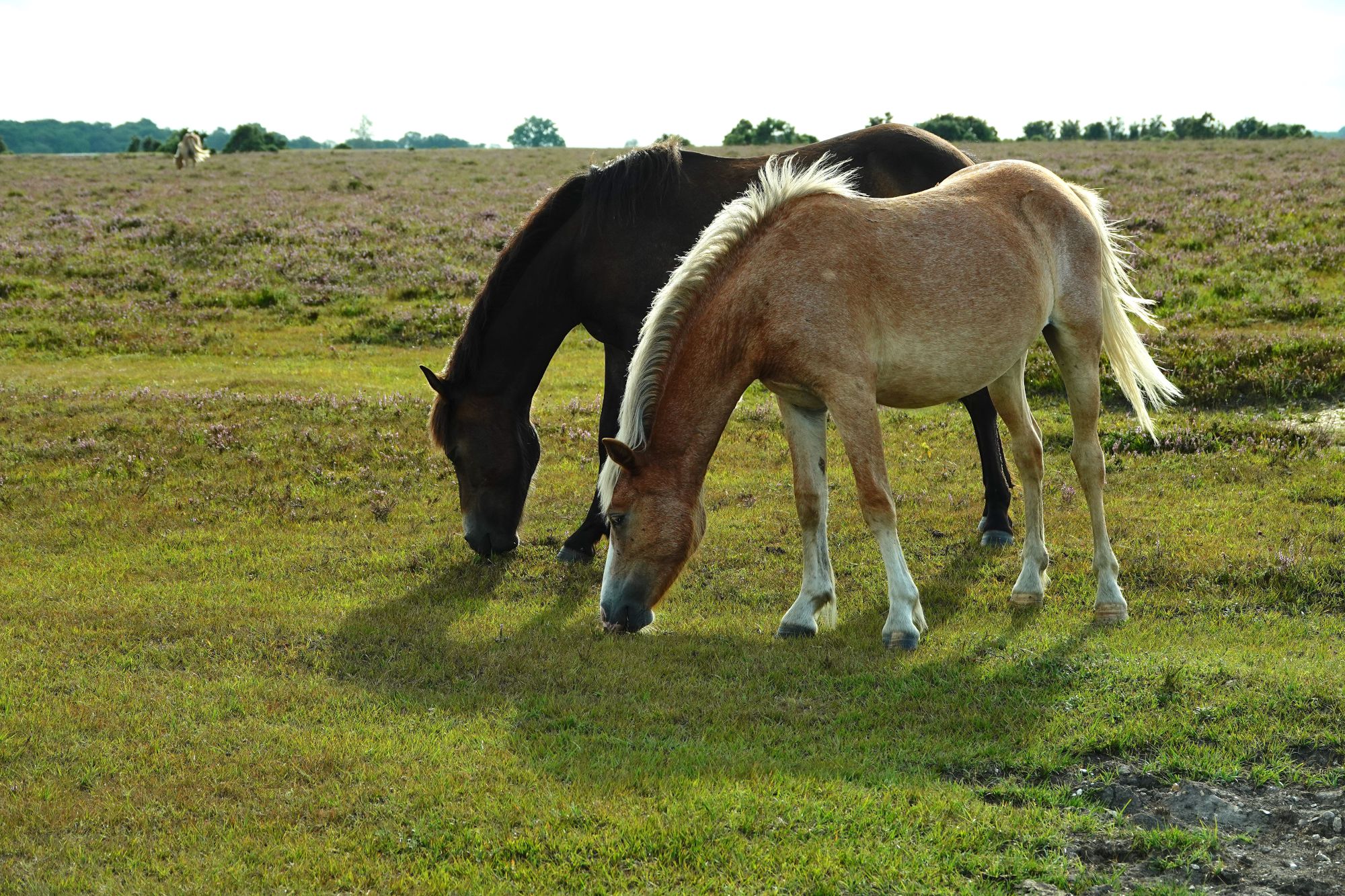 Black Bush: an evening walk in the New Forest – New Tales from an Old ...