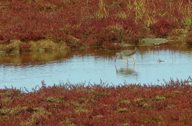 Lymington and Keyhaven Marshes Nature Reserve – New Tales from an Old ...