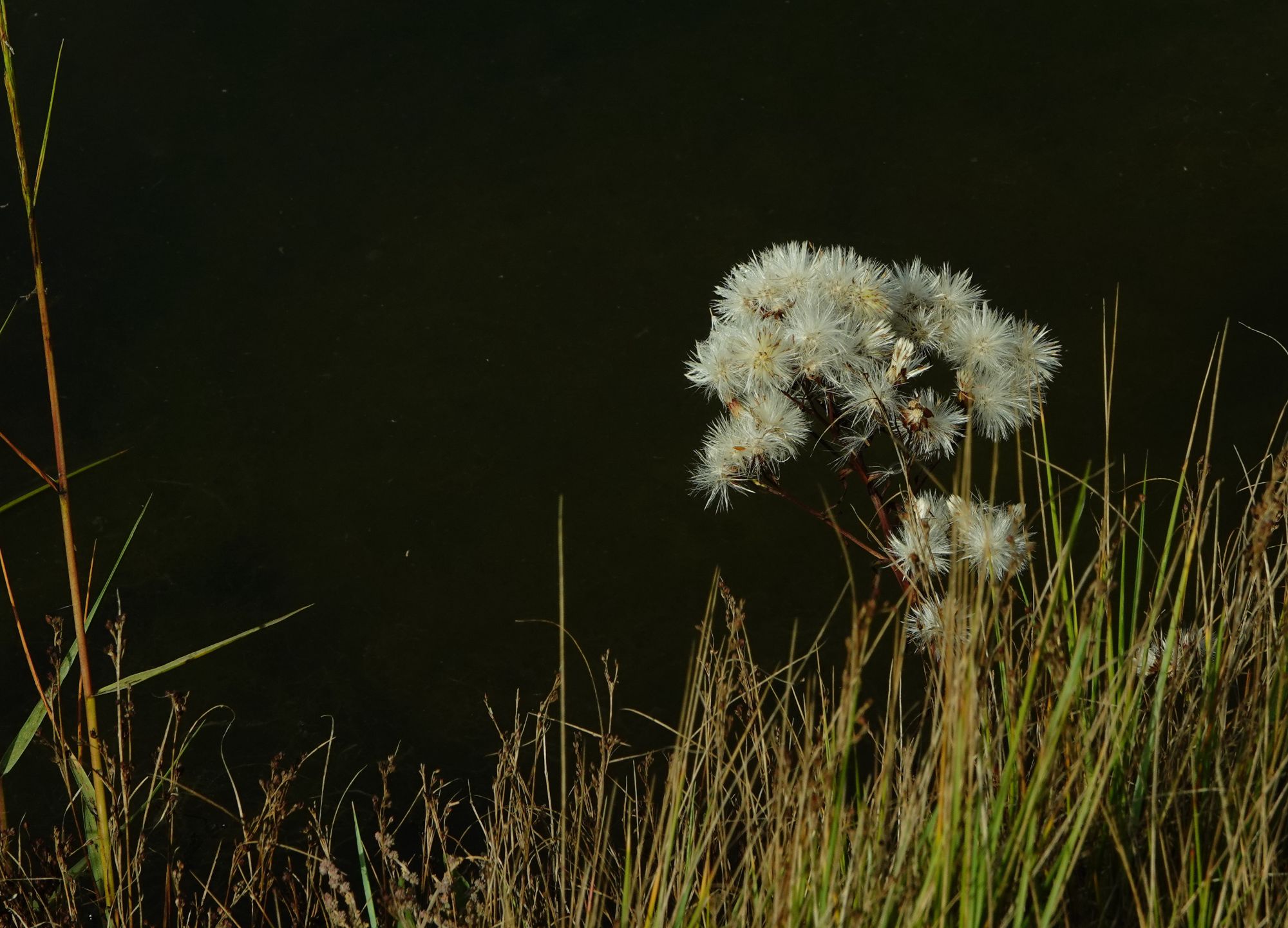 Lymington and Keyhaven Marshes Nature Reserve – New Tales from an Old ...