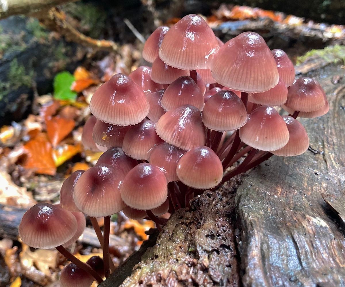 Woods full of fungi: Anses, Old Sloden and Broomy in the New Forest ...