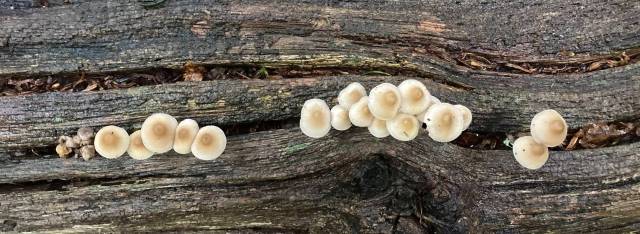 Woods full of fungi: Anses, Old Sloden and Broomy in the New Forest ...