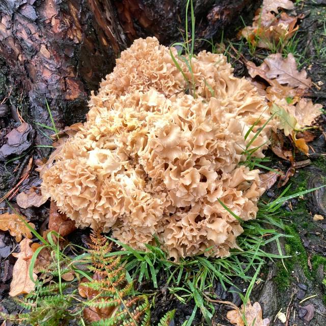 Woods full of fungi: Anses, Old Sloden and Broomy in the New Forest ...
