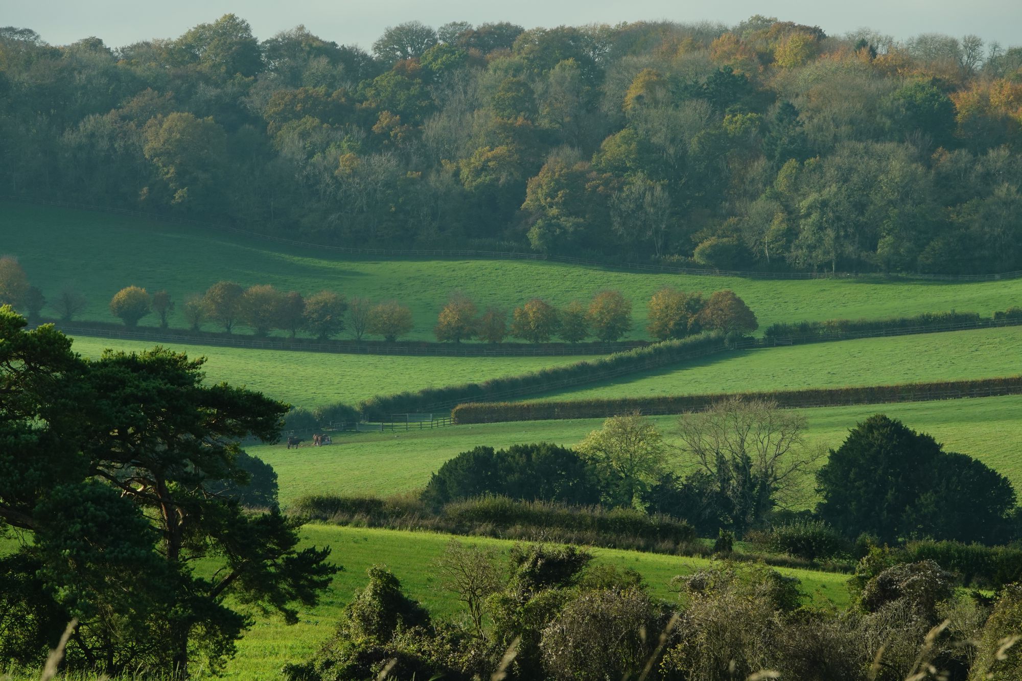 The Breamore Mizmaze in autumn – New Tales from an Old Forest